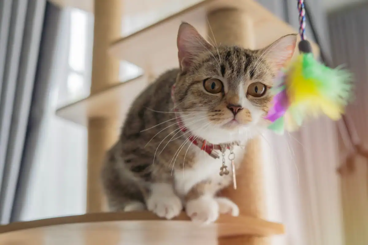 Keeping Cats Active and Entertained - Royal Paws